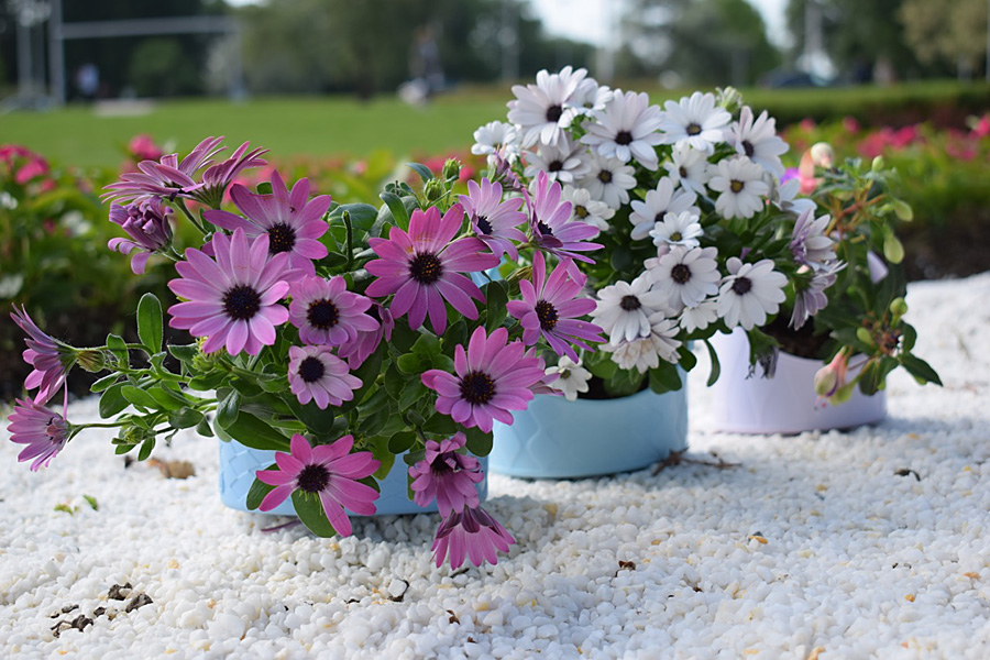 Klara Gardening - Klara Trio • Unique plant pots